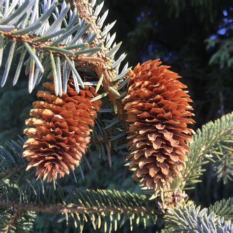 Sitka Spruce Search Native Plant Hub Sitka Spruce Search Native Plant Hub