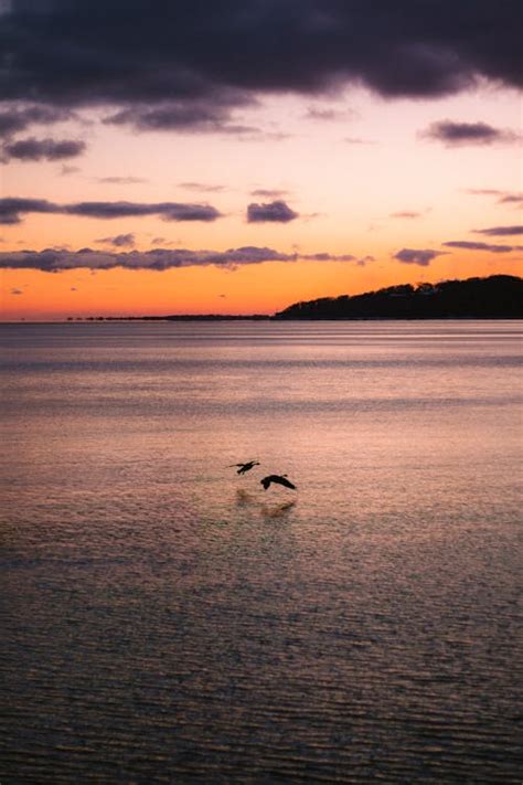 새들과 함께 온타리오 호수 위의 고요한 일몰 · 무료 스톡 사진