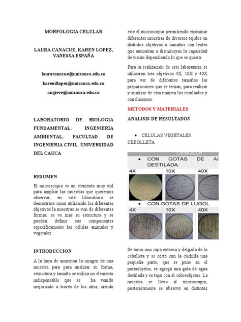 Morfologia Celular Pdf Macrófago Leucocito