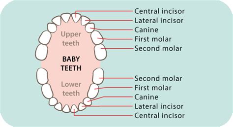 Teeth Cutting Chart Ponasa
