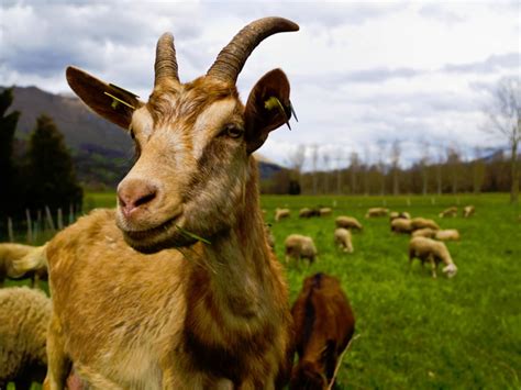 Wild Life Male Goat Sex Woman