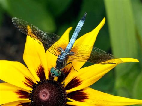 Dragonfly Information Learn How To Attract Dragonflies In The Garden