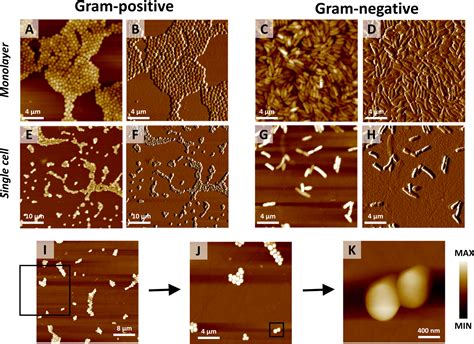 Atomic Force Microscopy Combined With Infrared Spectroscopy As A Tool To Probe Single Bacterium