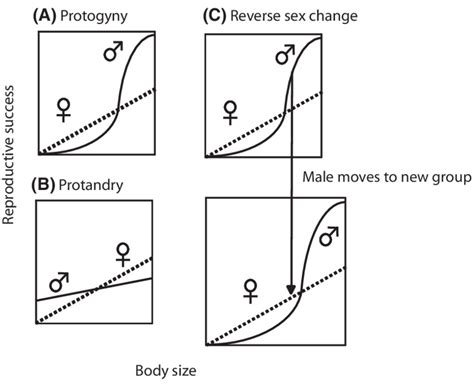 Figure A Protogynous Sex Change Can Be Favored In Polygynous Download Scientific Diagram