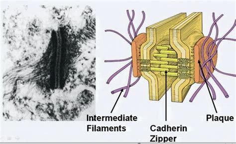 Organ Histology Flashcards Quizlet