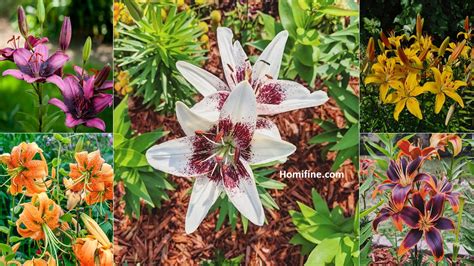 7 Pretty Lily Flowers That Will Improve Your Gardens Landscaping
