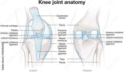 Knee Joint Anatomy Labeled Illustration Stock Illustration Adobe Stock