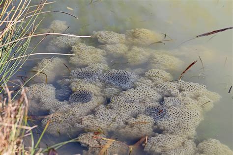 56 365 Frog Spawn Earthstar