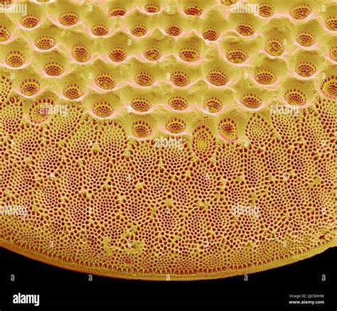 Diatom Coloured Scanning Electron Micrograph Sem Of A Coscinodiscus