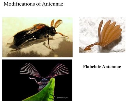Insect Morphology Insect Morphology Insect Morphology Pdf