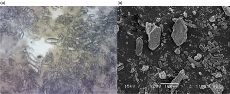 a optical micrograph 10x b scanning electron micrograph of