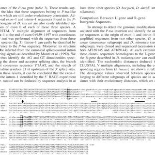 Multiple Alignment Of The 5 Region Ranging From Exon 1 To The Middle Download Scientific