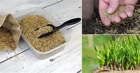 Does Grass Seed Go Bad How Long Does Grass Seed Stay Viable