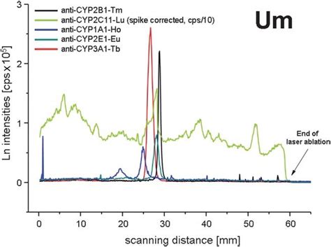 Sum Of All Single LA ICP MS Line Scans Of One Electrophoretic Lane Of A Download Scientific