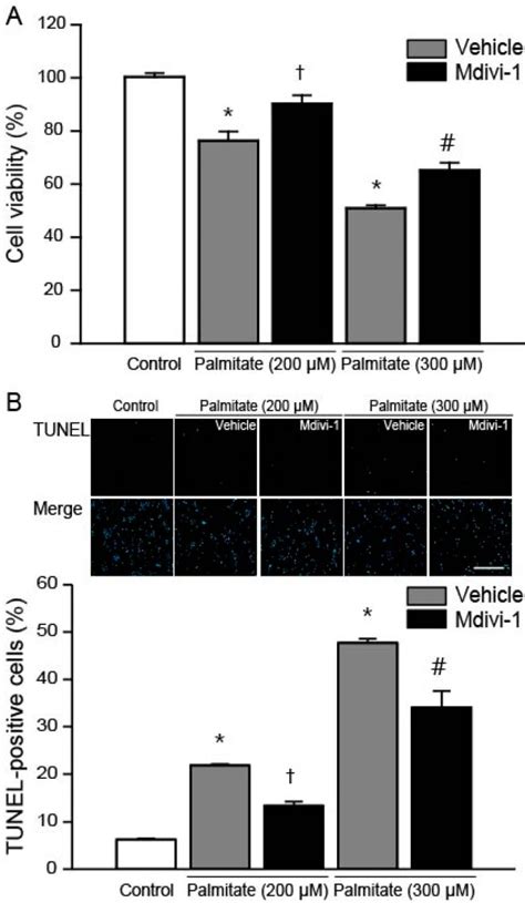 Mdivi 1 Protects Adult Rat Hippocampal Neural Stem Cells Against Palmitate Induced Oxidative