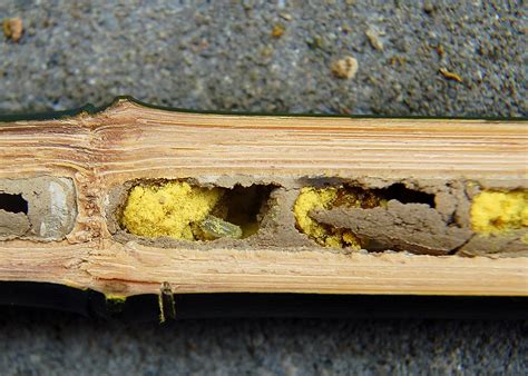 Honey Bee Club Of Stillwater Mason Bee Mania