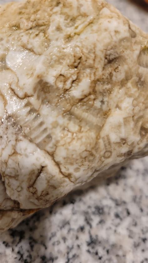 Worm Fossil R Fossils