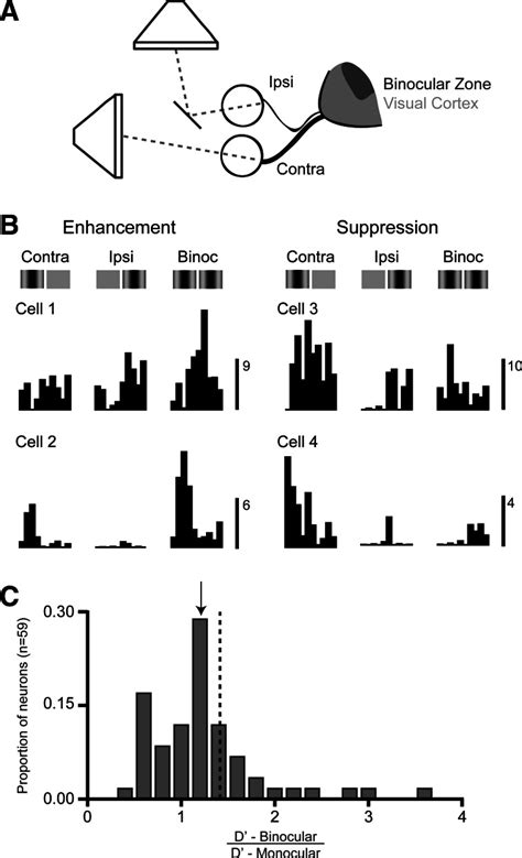 binocular integration and disparity selectivity in mouse primary visual