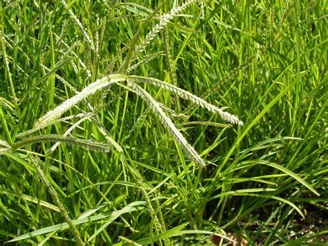 The Tired Mama Ph Goosegrassparagis 10 Potential Health Benefits Use And General Information