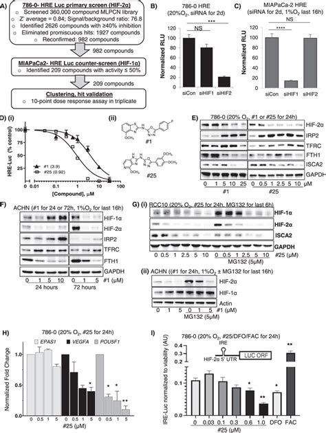 Identification And Characterization Of Novel Hif 2α Selective
