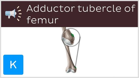 Adductor Tubercle Of Femur