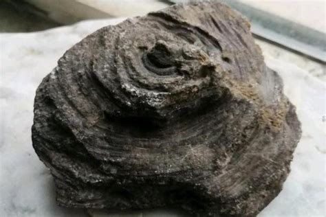 藏民捡到牛粪一样的石头专家却说它是化石