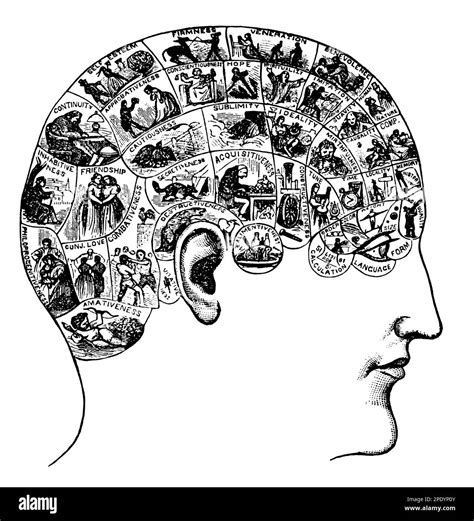 Multiple Intelligences Brain Diagram