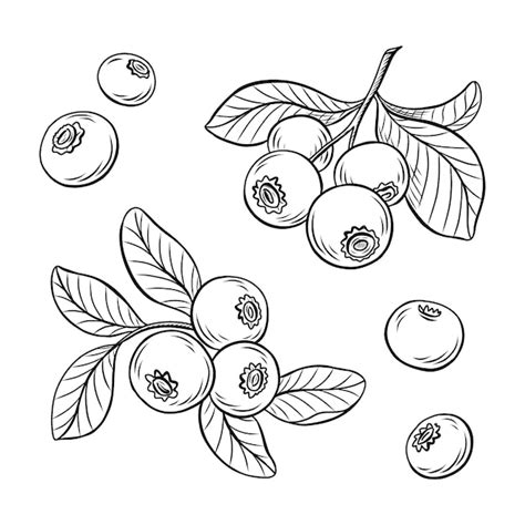 Blueberry Outline