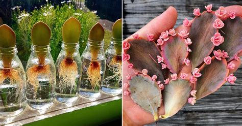 How To Propagate Succulent Leaves Fast Without Soil Find Out Here