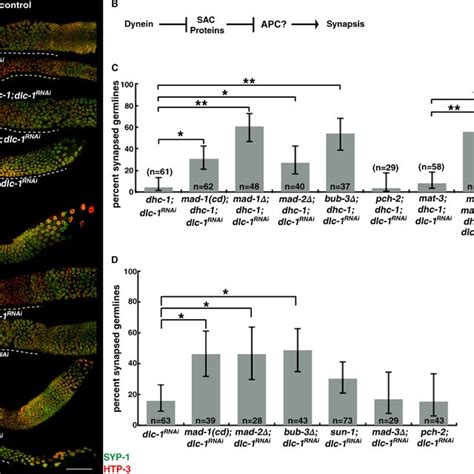 Ku70 Red And 53bp1 Green Immunofluorescence If Staining