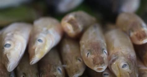 Fish And Shellfish Fish Spoilage Due To Microbial Growth