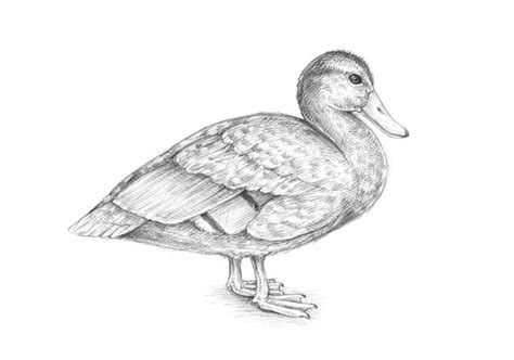 How To Draw A Duck Step By Step Tutorial