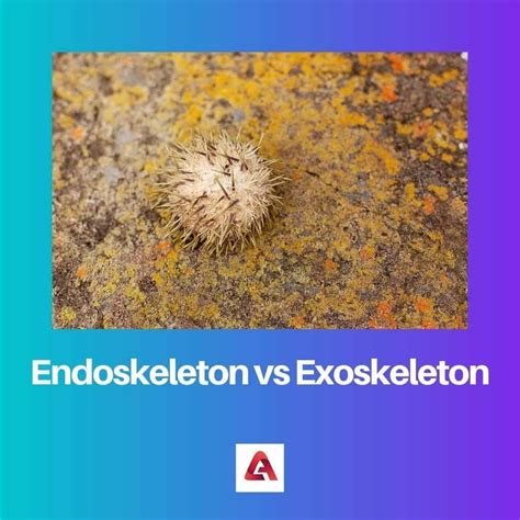 Endoskeleton Vs Exoskeleton Difference And Comparison