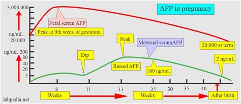 Maternal Alpha Fetoprotein AFP And Its Significance Labpedia Net