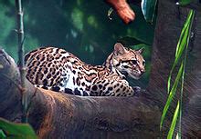 Ocelot Wikipedia