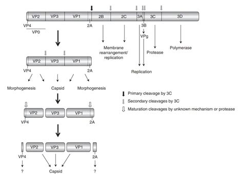Hepatitis A Virus Structure Replication Pathogenesis Genome