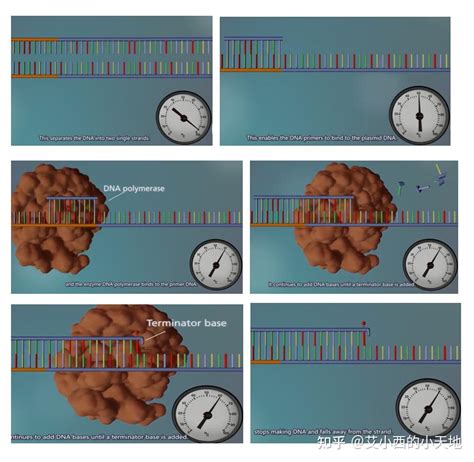 科研小白笔记：一代测序（bigdye测序法）过程 知乎