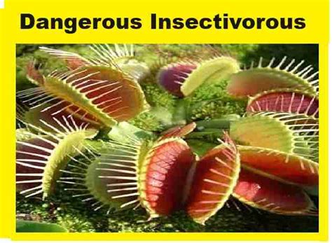 Chemical Coordination Descriptive Ans Concise Biology Selina Solutions Icsehelp