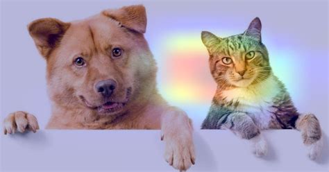 Grad CAM 类激活可视化 Keras 机器学习库