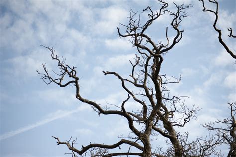 Dead Tree Braches Stockarch Free Stock Photos