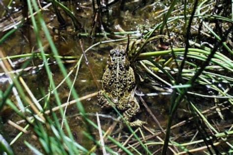 Recovery Plan For Endangered Wyoming Toad