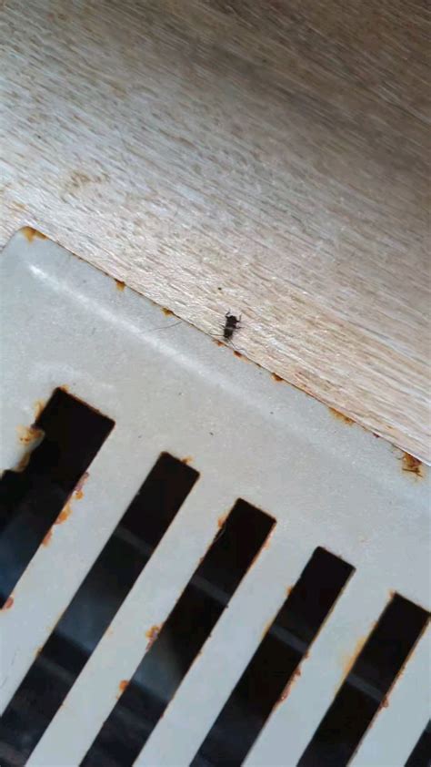 Any Idea If This Is A German Roach Nymph R Germanroaches