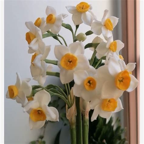 خرید و قیمت گل نرگس از غرفه گل چینی، عروسک چینی،