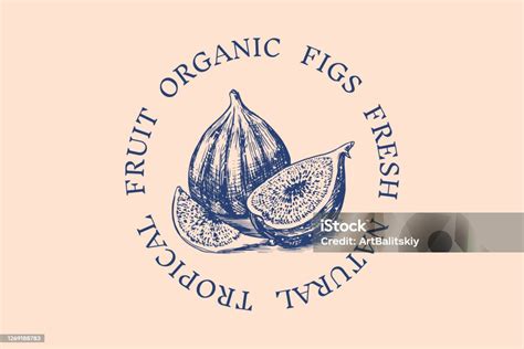 신선한 무화과 배지 과일 단풍 라벨 또는 로고 조각을 잘라 해독 향신료 스탬프 티셔츠 또는 타이포그래피 또는 메뉴를 위한 벡터 새겨진 손으로 그린 스케치 0명에 대한 스톡