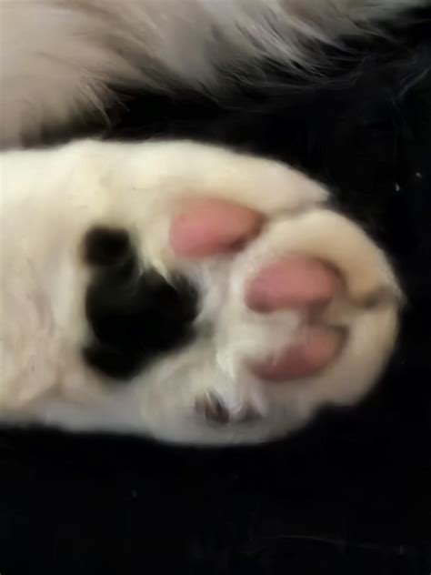 Beans Album On Imgur