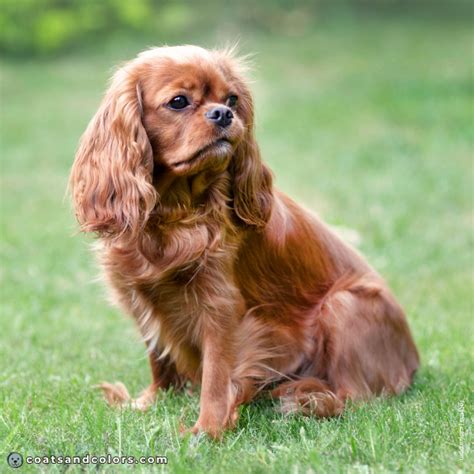 Cavalier King Charles Spaniel Colors Coats And Colors