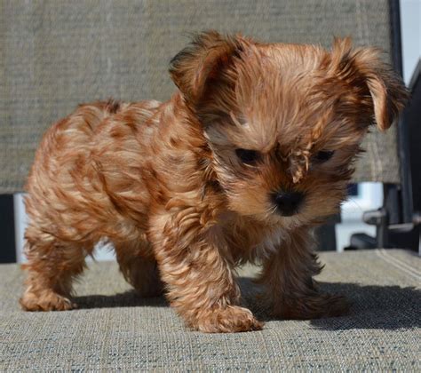 How Much Does A Yorkie Poo Cost At Mark Lola Blog