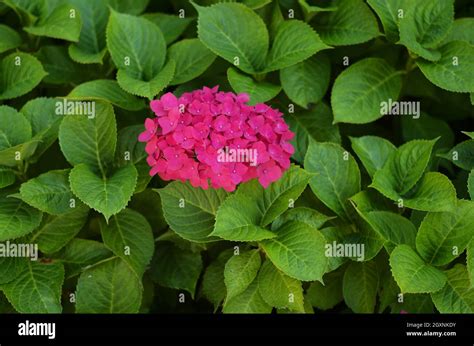 Hydrangea Hydrangea Macrophylla Hamburg Cotes Darmor Brittany