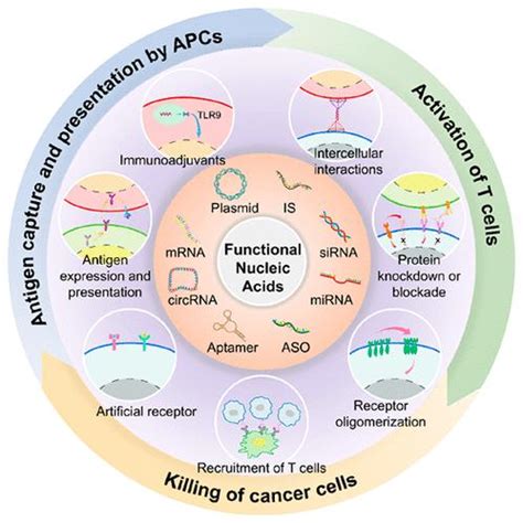 用于 T 细胞介导的癌症治疗的基于功能性核酸的免疫调节 Acs Nano X Mol