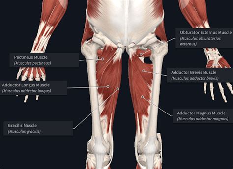 Muscle Anatomy Skeletal Muscles Groin Muscles Calf Muscles